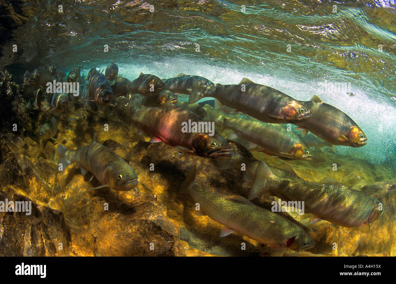 Spawning Cutthroat Trout Stock Photo - Alamy