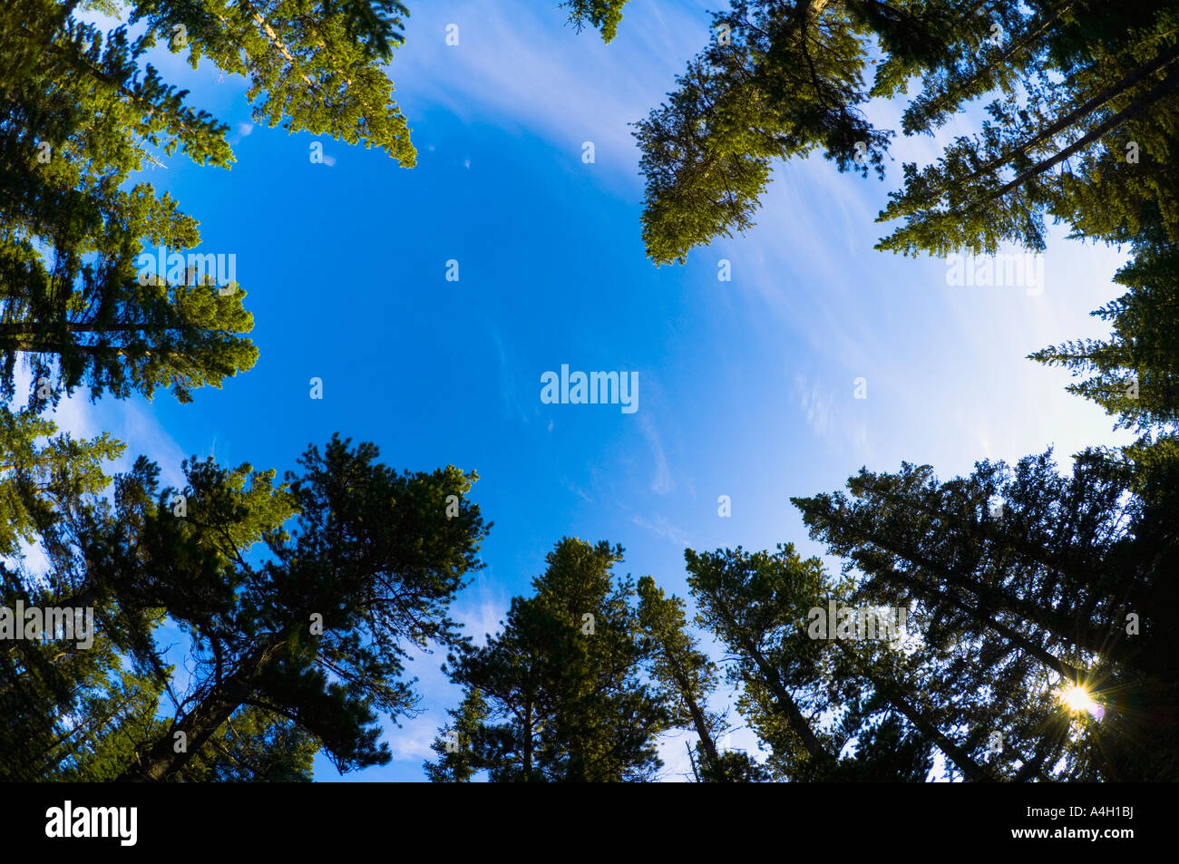 From treetop hi-res stock photography and images - Alamy