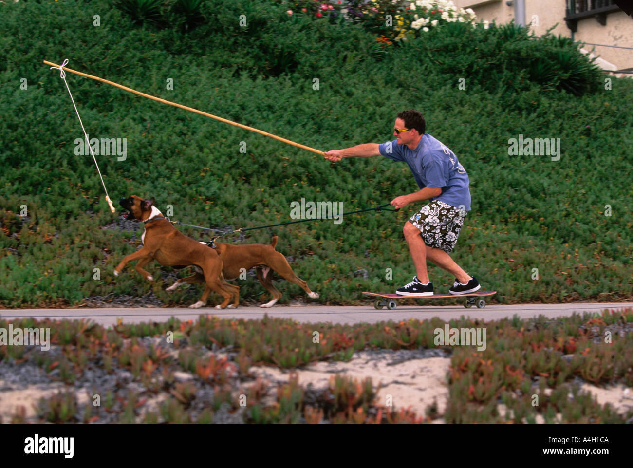 A man skateboarding with his two boxer dogs dangling a bone on a stick ...