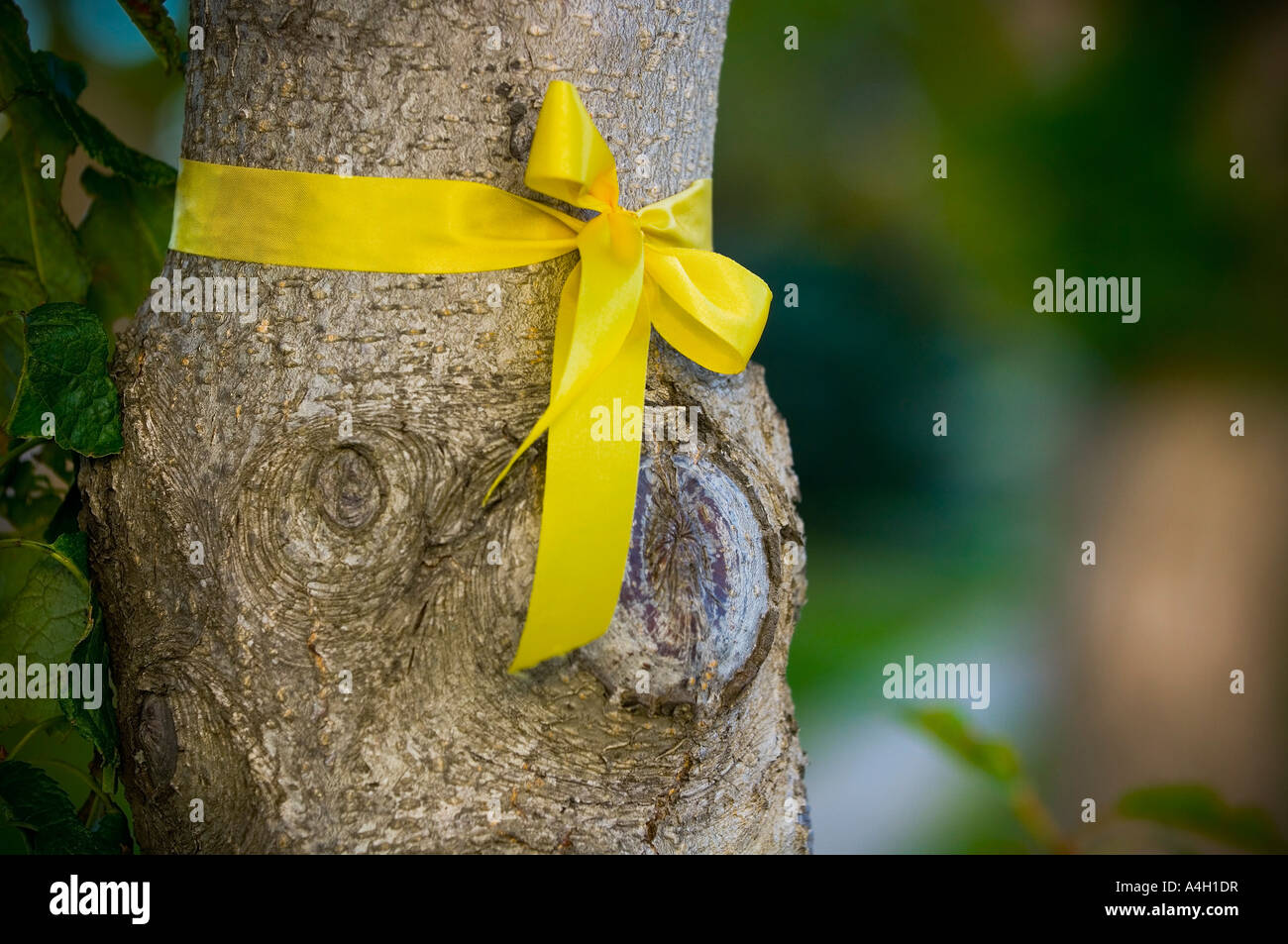 Yellow ribbon for soldiers away at war Stock Photo - Alamy