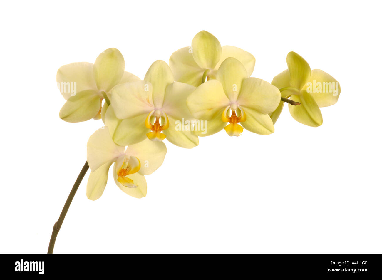 Orchid detail Cut Out Stock Images & Pictures - Alamy