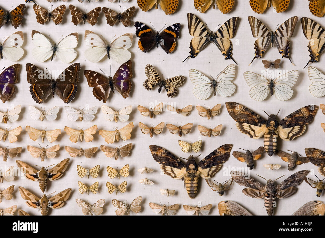 Butterfly collection at the Museum of Natural History in Berlin ...
