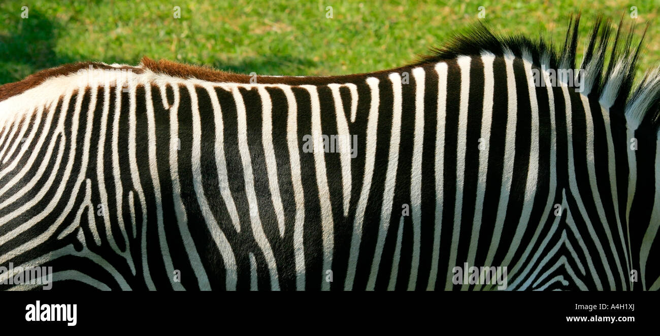 Clm0039 hi-res stock photography and images - Alamy