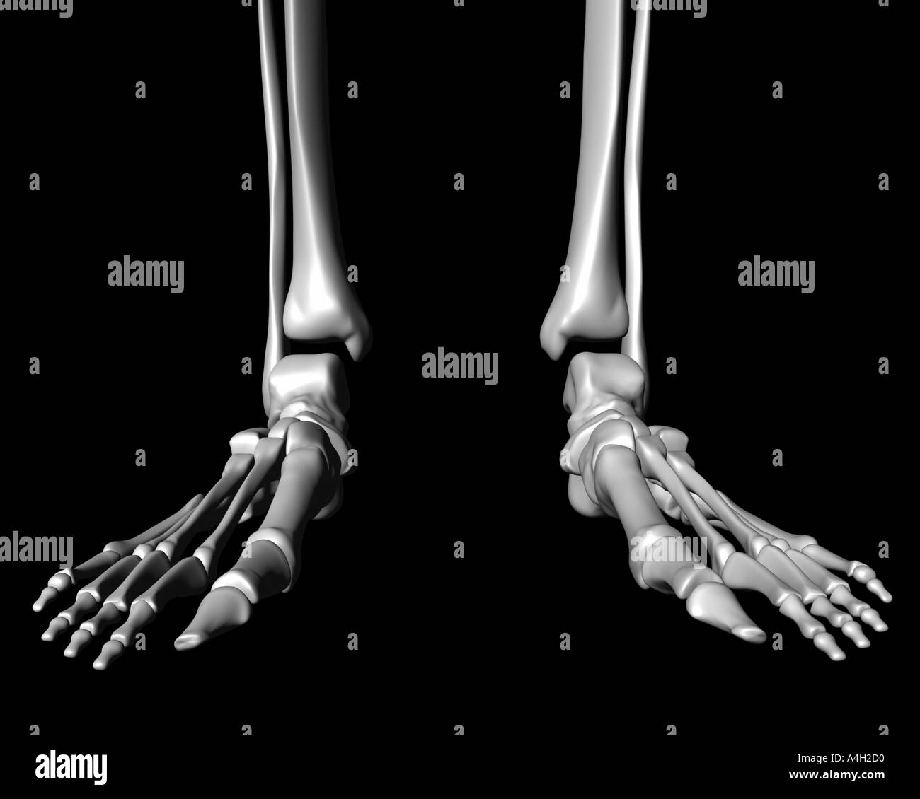 Feet bone bones skeleton toe toes people skeletal hi-res stock ...