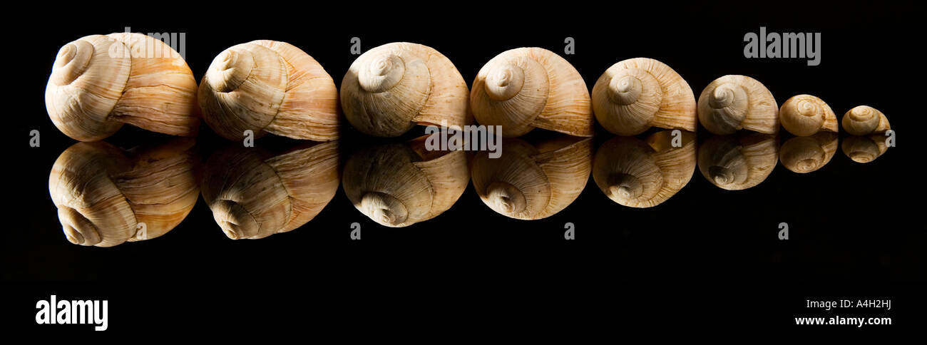 Snake shells hi-res stock photography and images - Alamy
