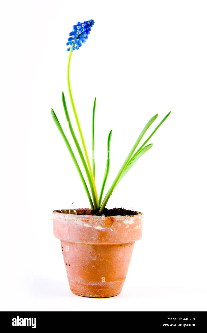 Blue muscari hi-res stock photography and images - Alamy