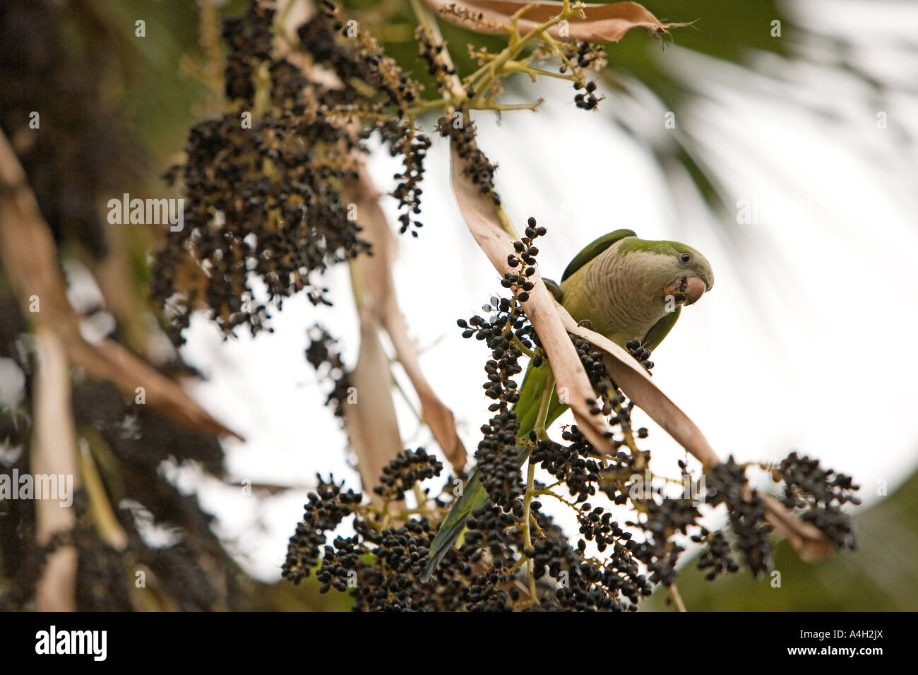 Monk parakeets, Myiopsitta monachus, wild, at Barcelona harbour ...