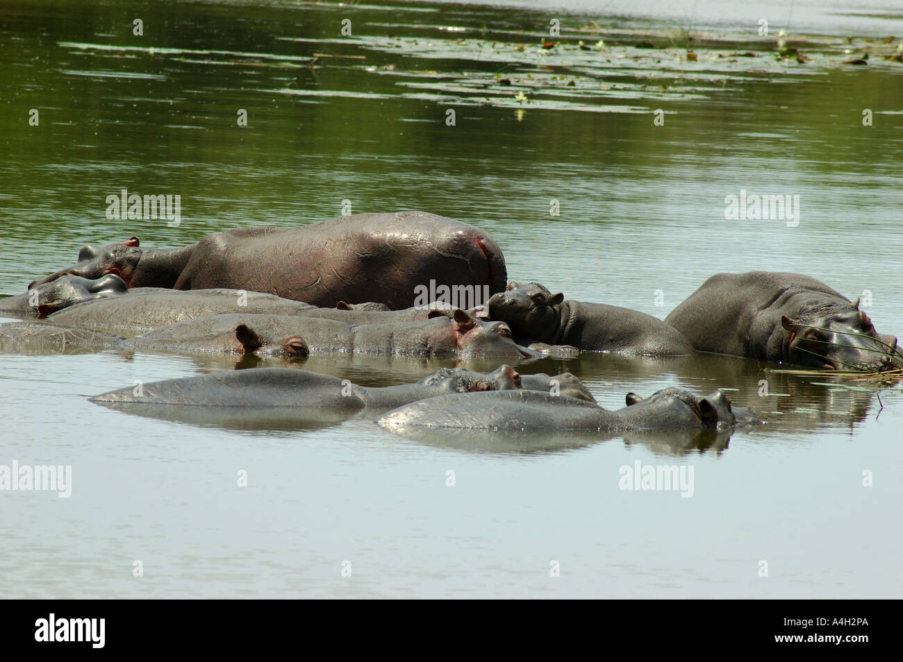 Family Of Hippos Resting Stock Photo - Alamy
