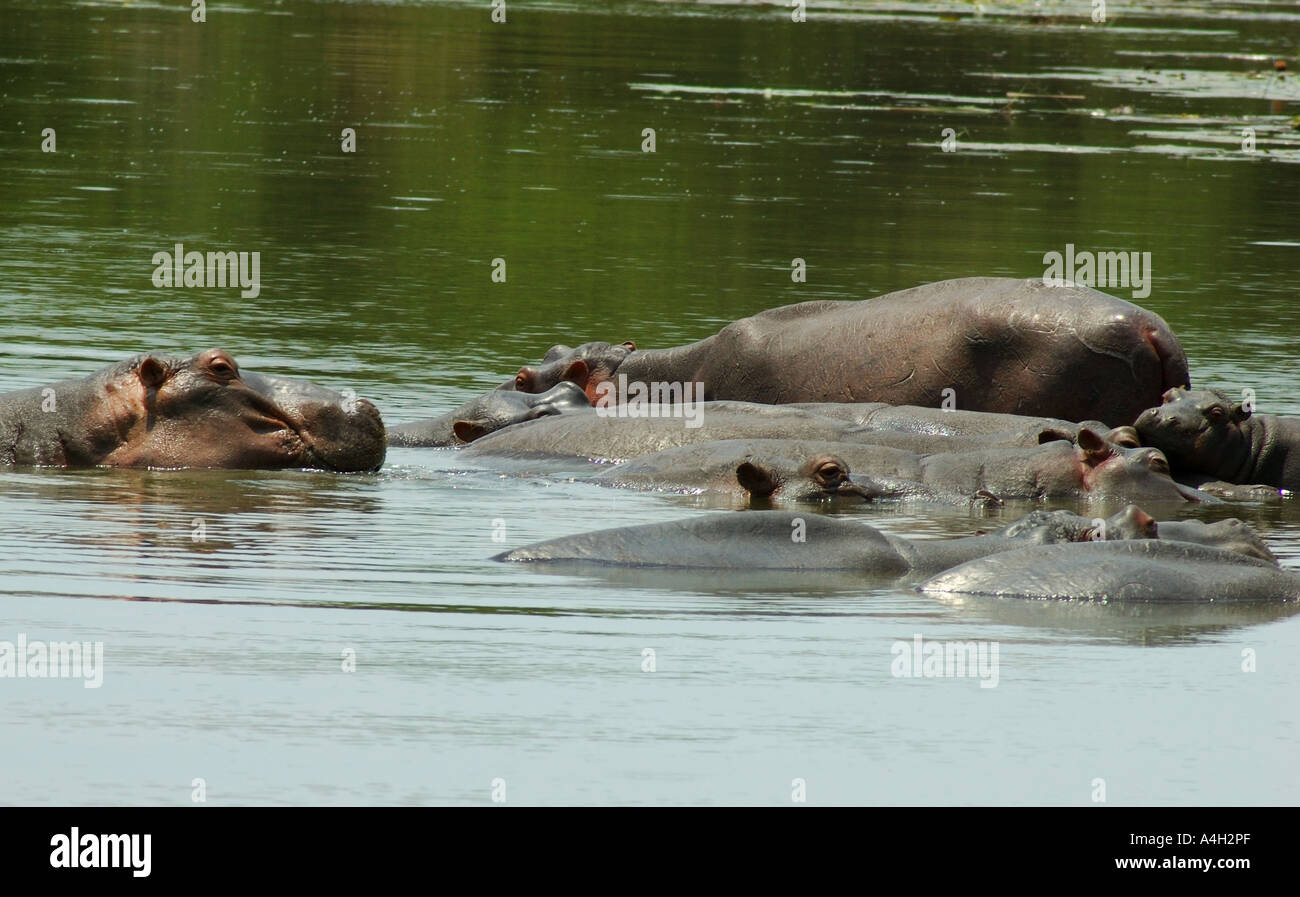 Family Of Hippos Resting Stock Photo - Alamy