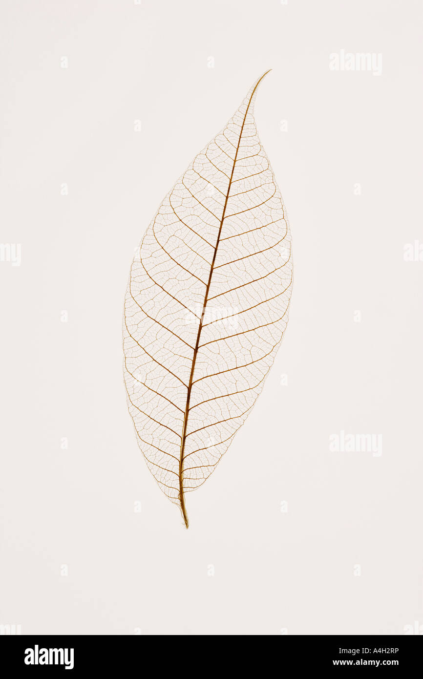 Transparent leaves cutout hi-res stock photography and images - Alamy