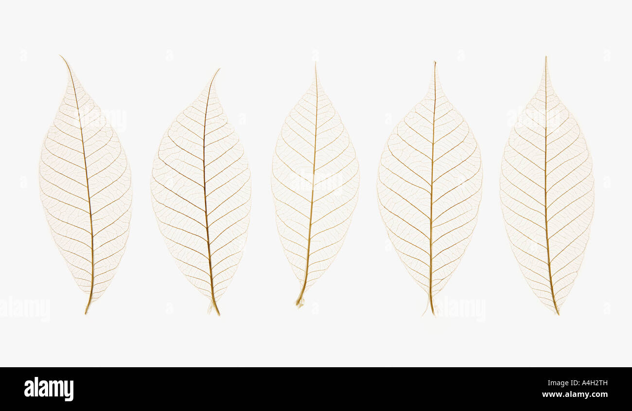 Leaves cut outs hi-res stock photography and images - Alamy