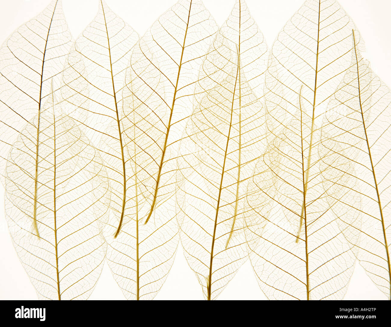 Ten leaves hi-res stock photography and images - Alamy