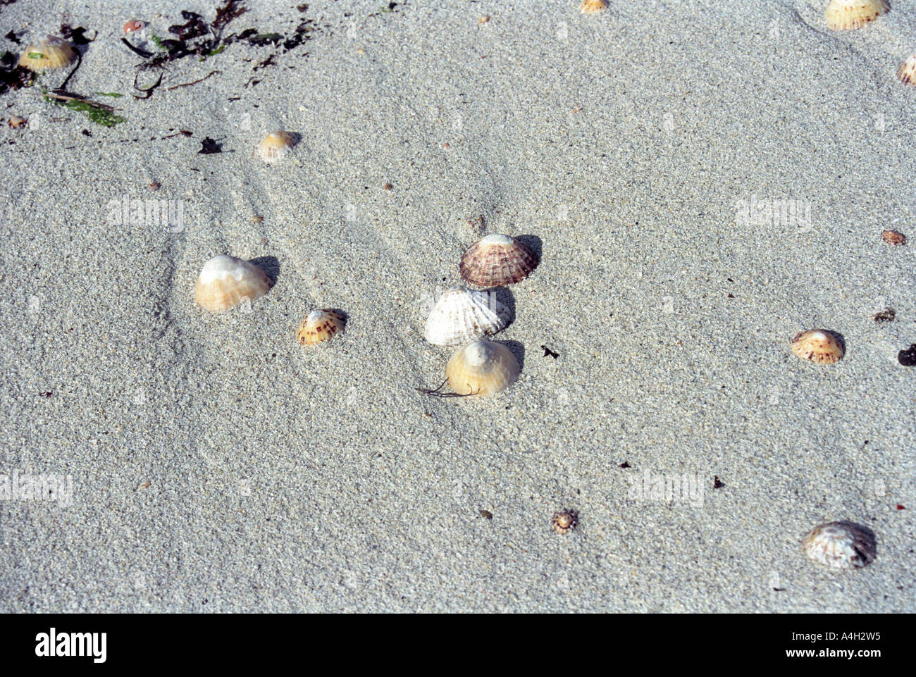 shells sand beach Stock Photo - Alamy