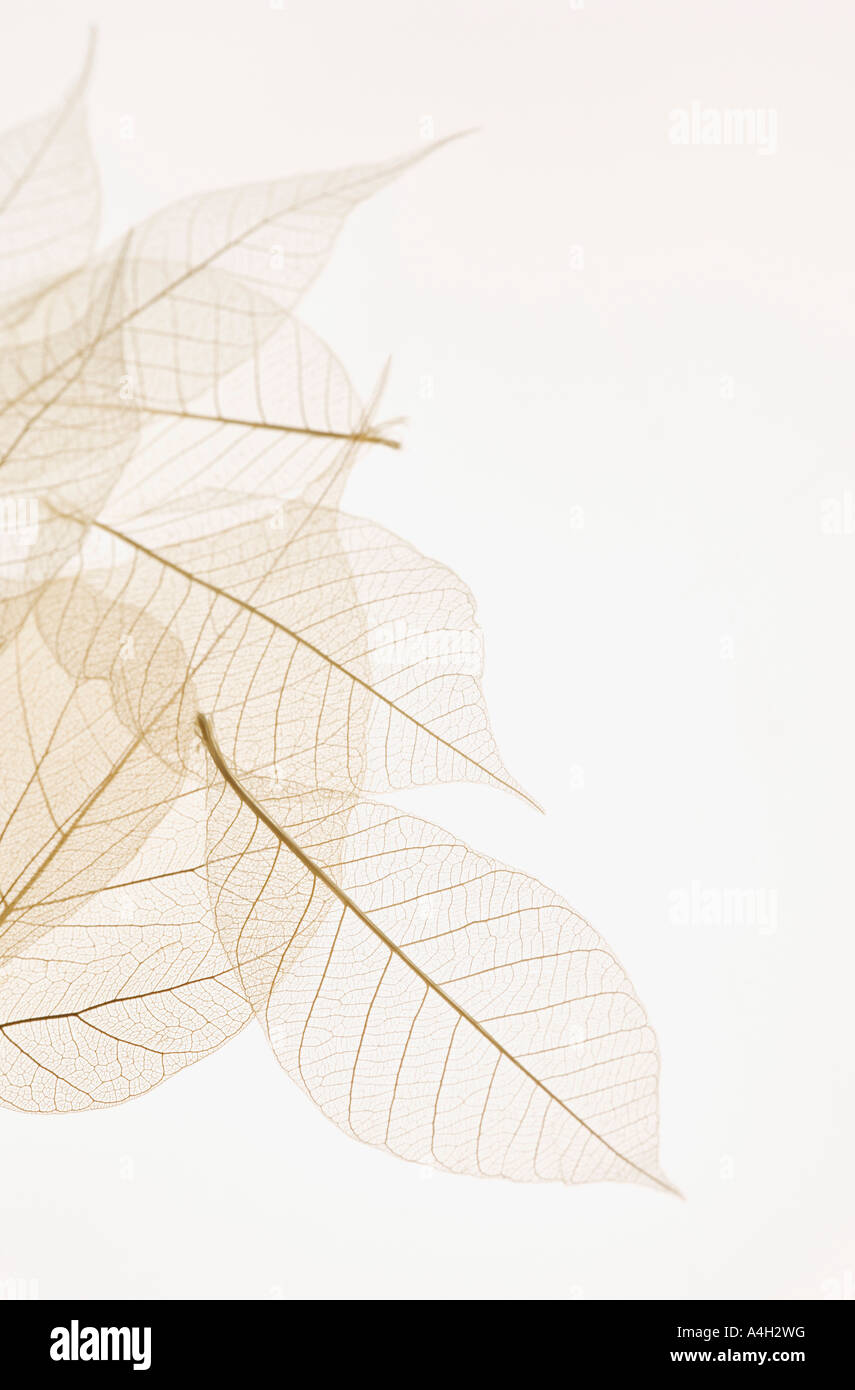 Layered plants hi-res stock photography and images - Alamy