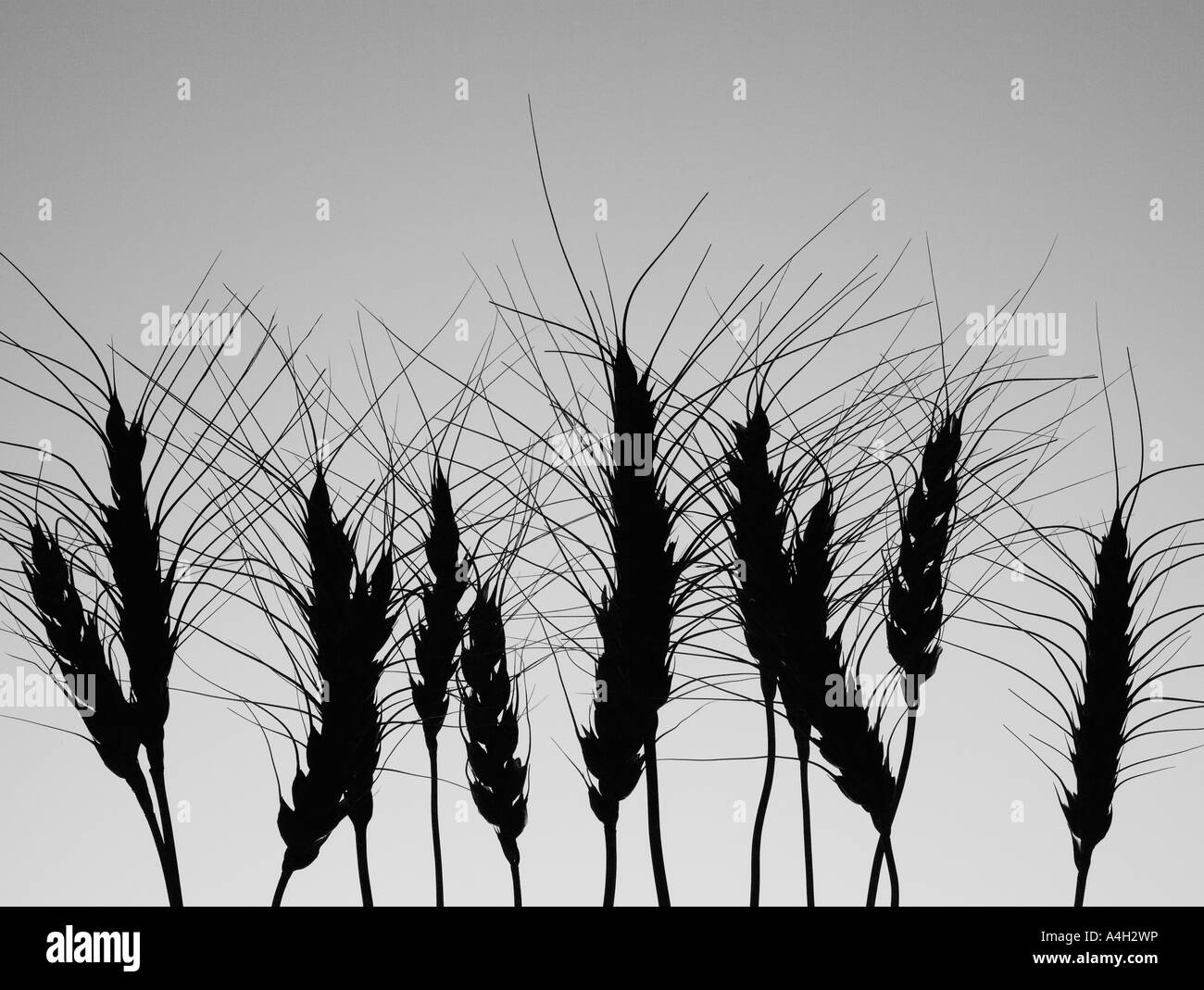 Row of wheat Stock Photo - Alamy