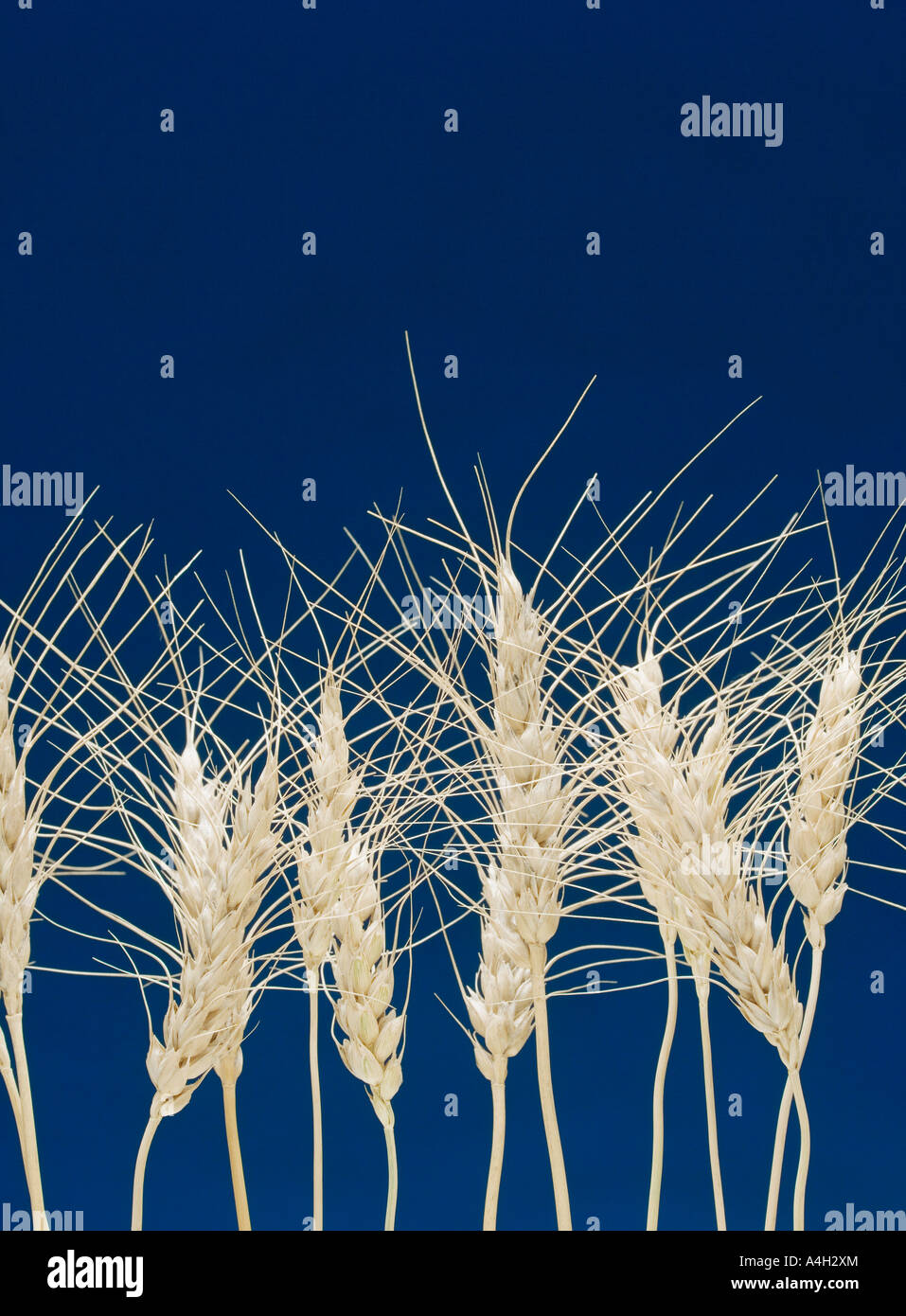 Row of wheat Stock Photo - Alamy