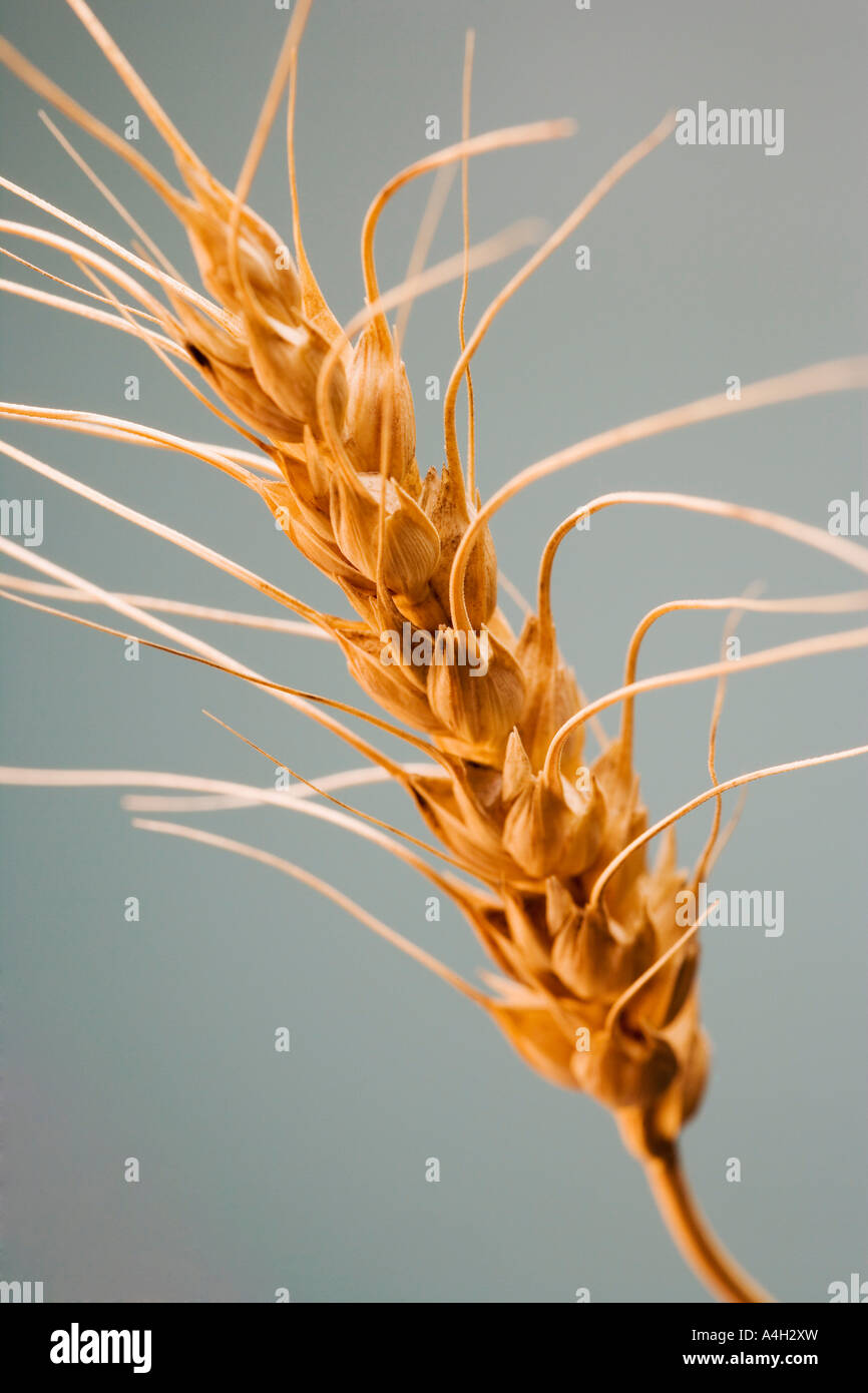 Inside a seed head hi-res stock photography and images - Alamy