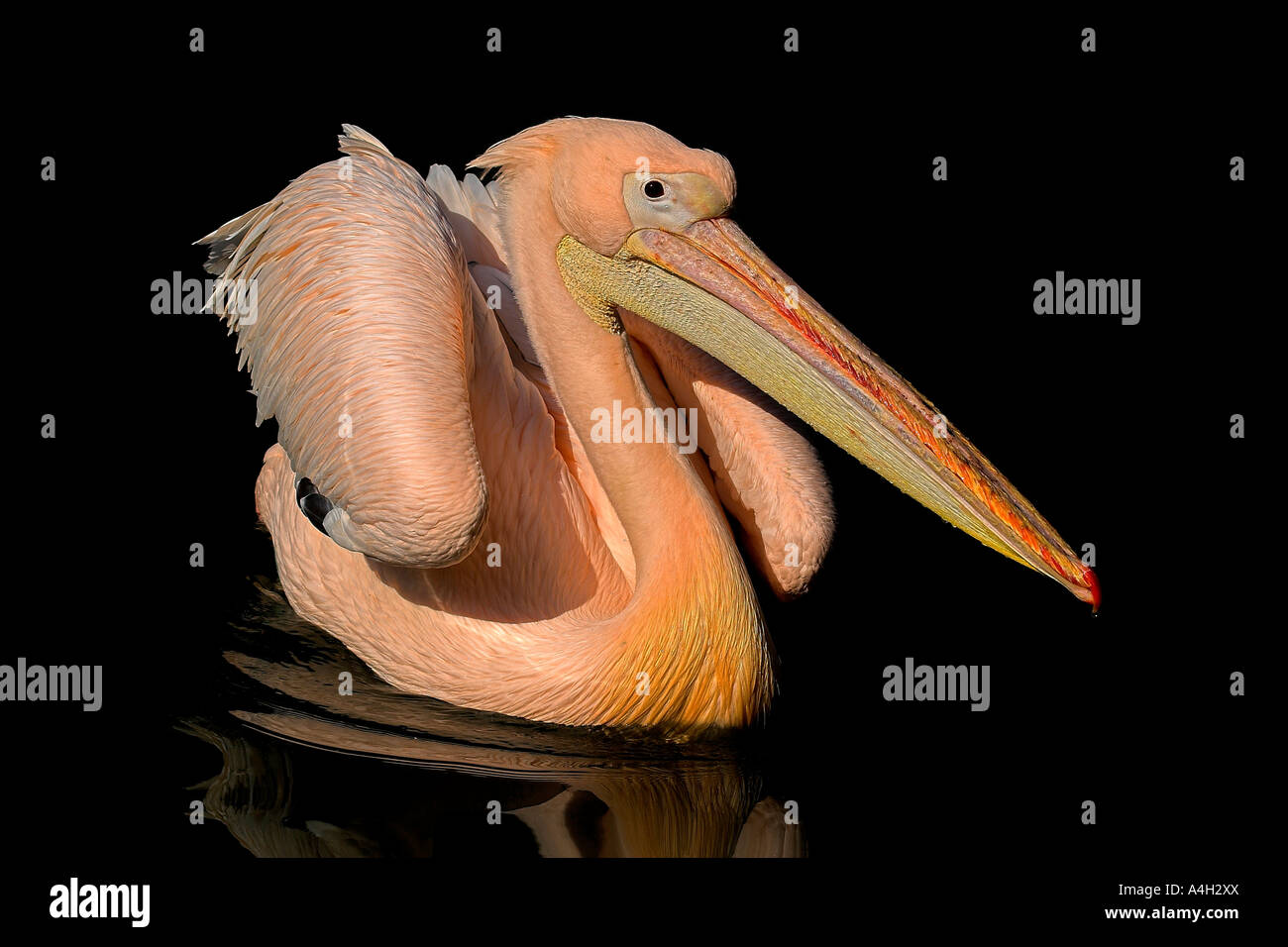 Pelecanus onocrotalus, rose pelican on water Stock Photo - Alamy