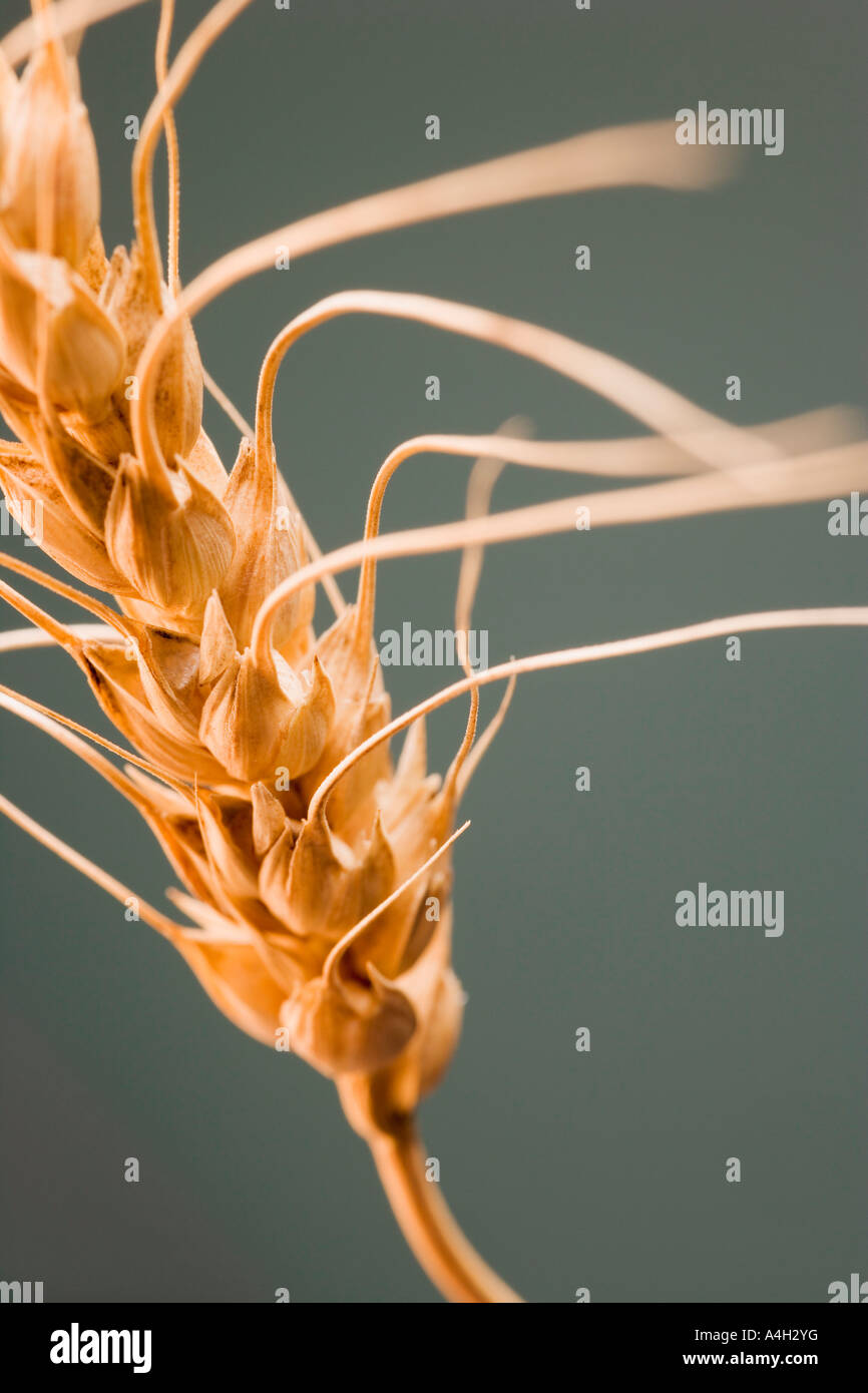 Wheat close up Stock Photo - Alamy