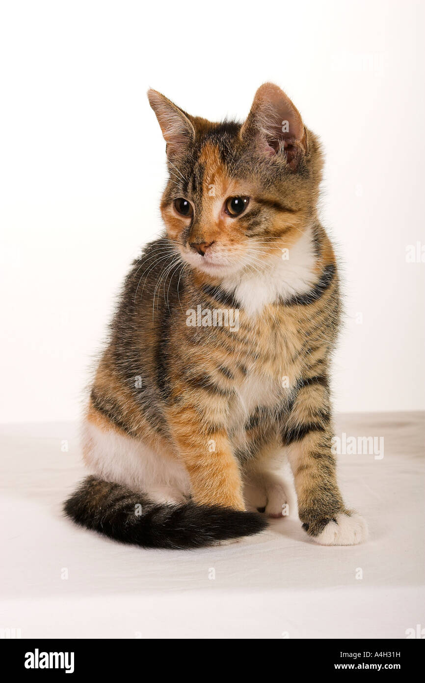 Tiger cat portrait Stock Photo - Alamy