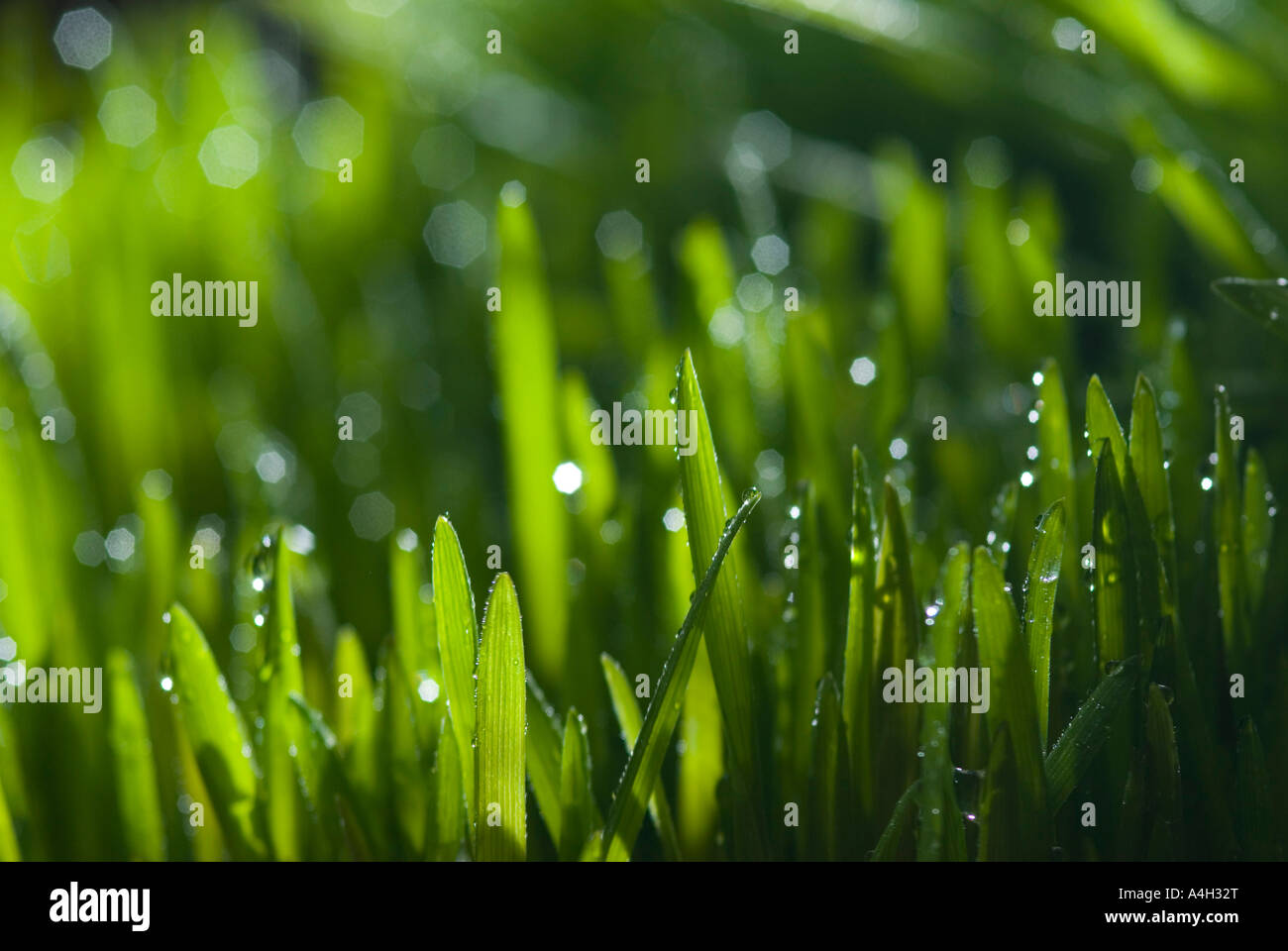 Blade of grass against the light hi-res stock photography and images ...