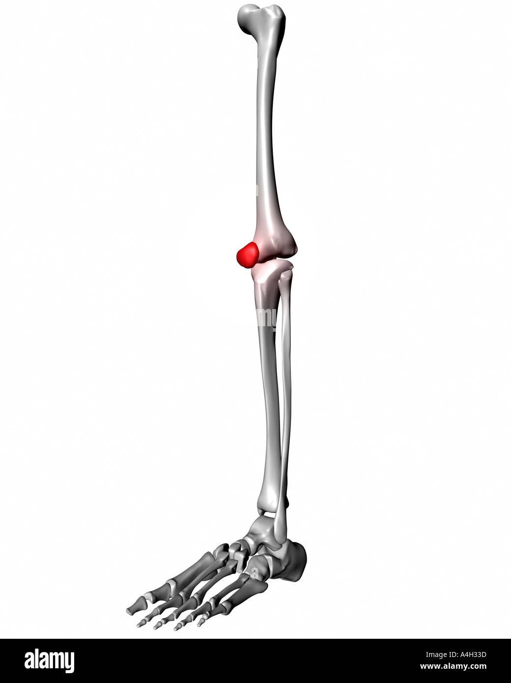 Patella legs skeleton hi-res stock photography and images - Alamy