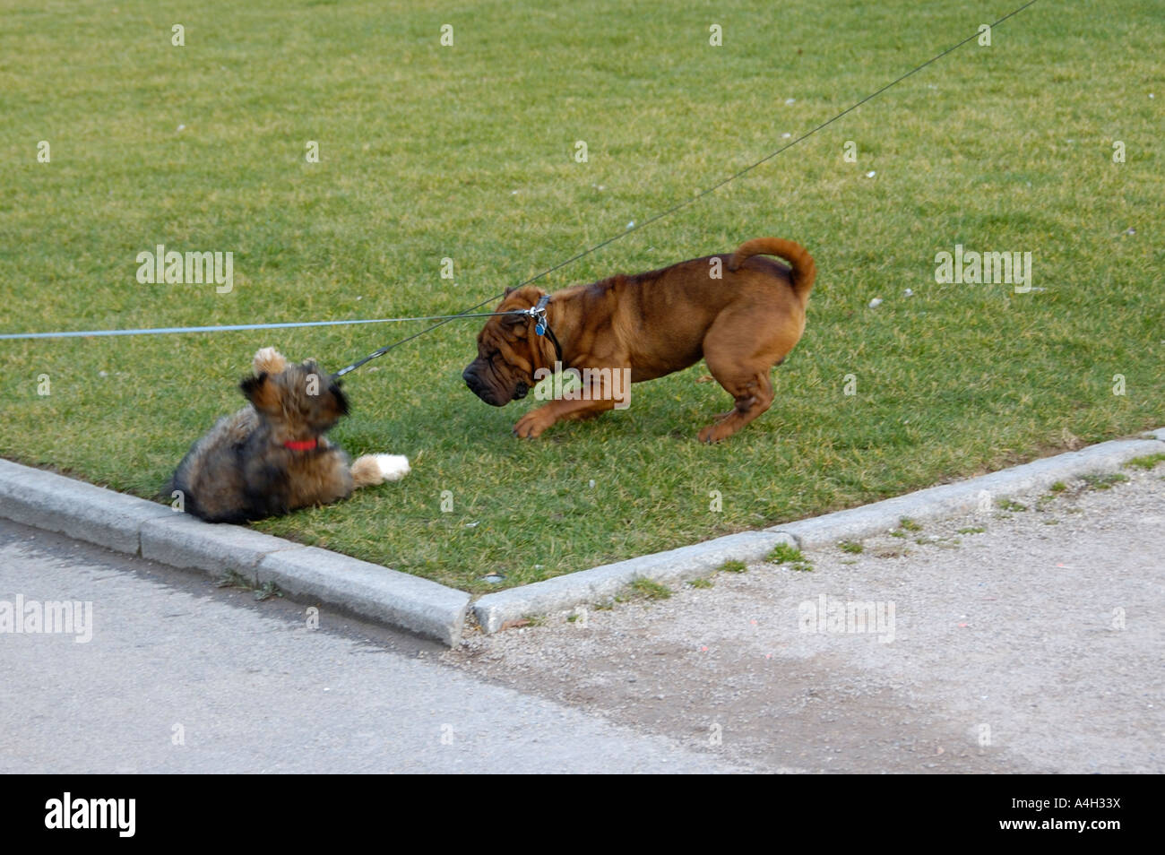 Two dogs playing in a park Stock Photo - Alamy