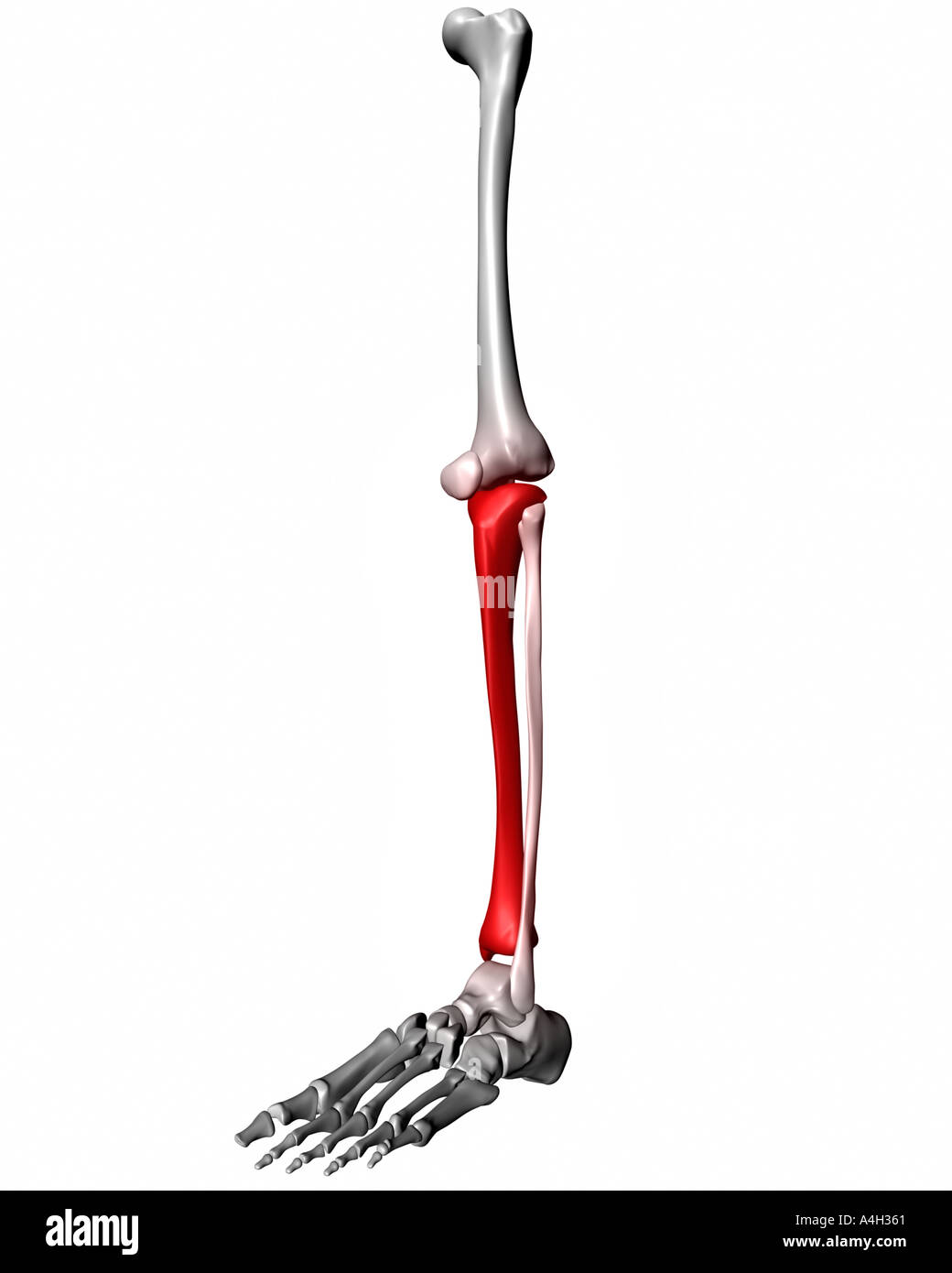 tibia highlighted red on human skeleton Stock Photo - Alamy