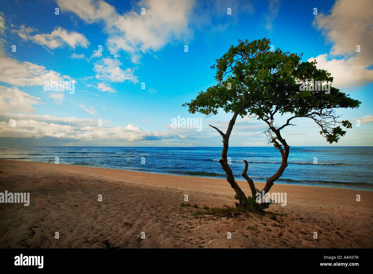 Tree on a beach Stock Photo - Alamy
