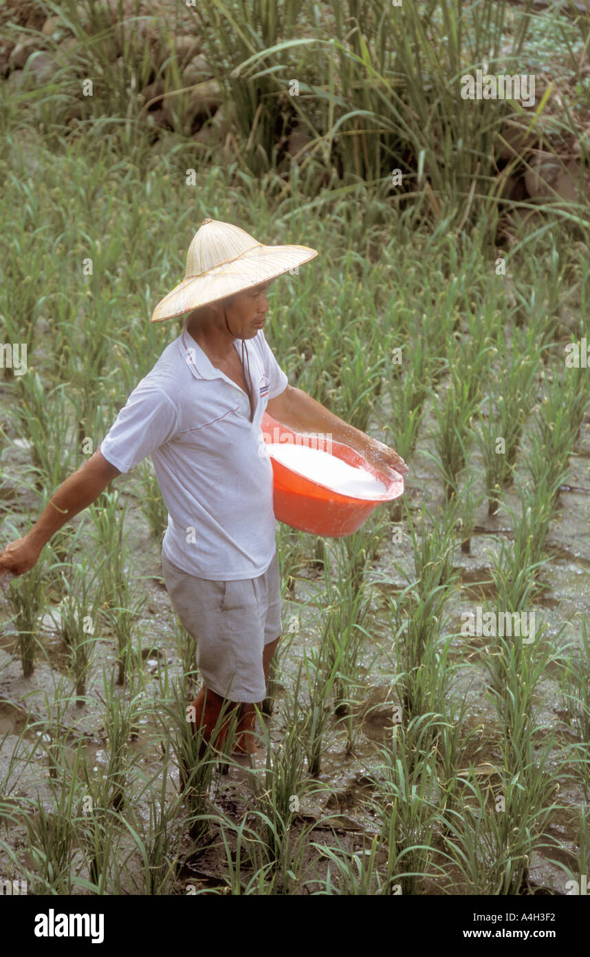Farmer Seeding Fertilizing Rice Crop Taiwan Republic of China Stock ...
