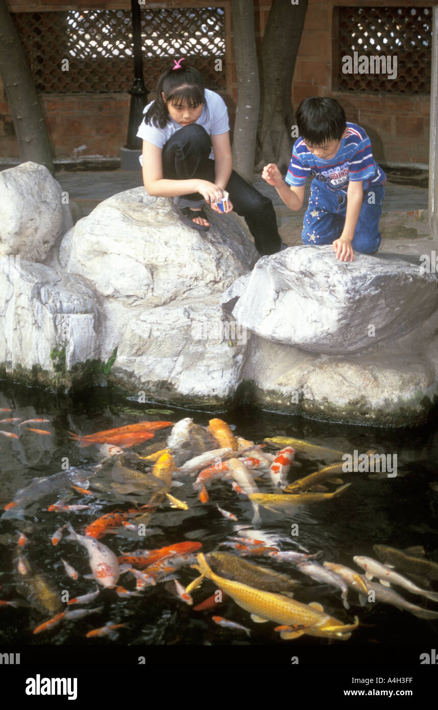 Brother And Sister Feeding Koi Carp Taiwan Republic of China Stock ...
