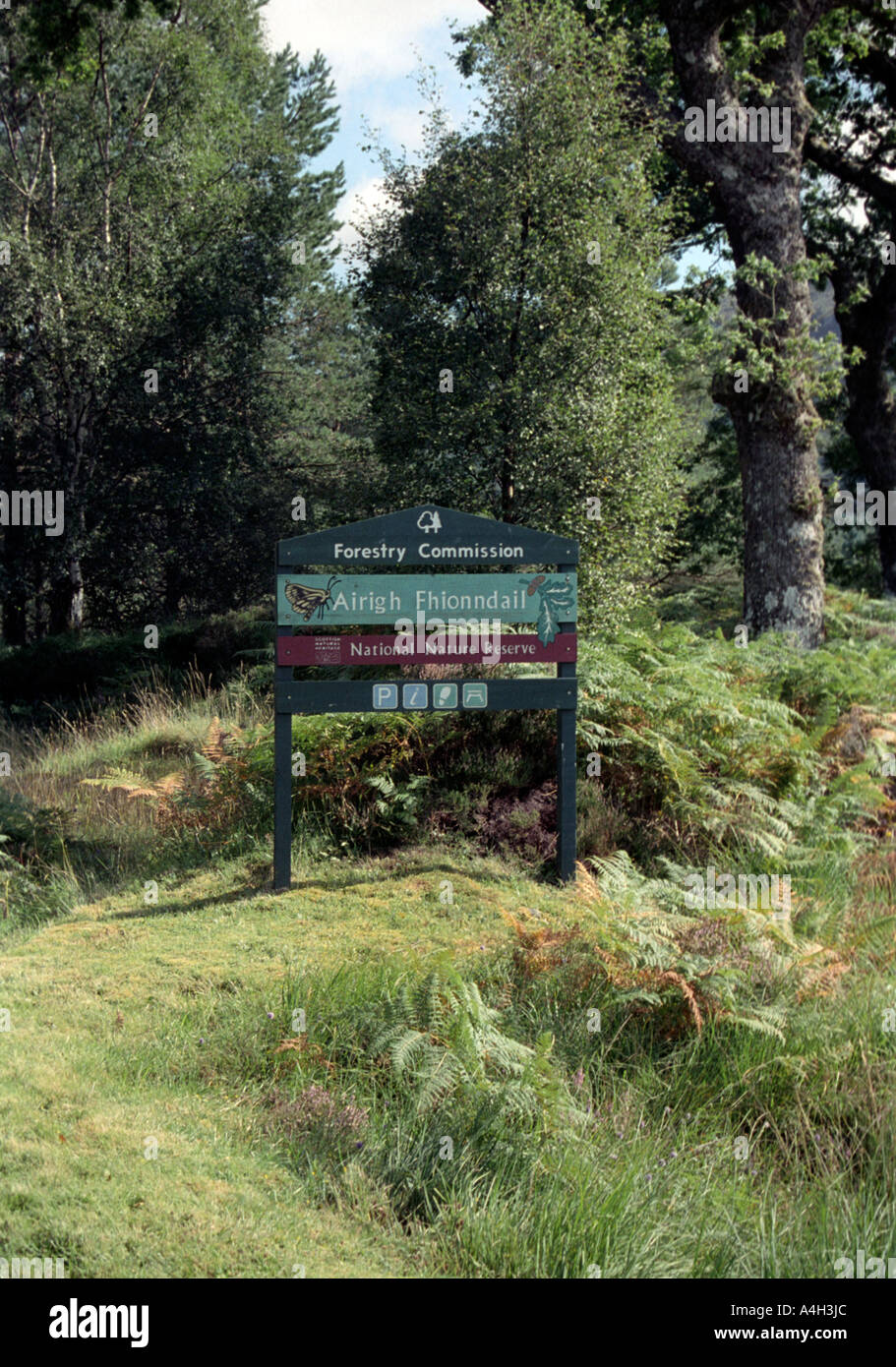 Oak tree in the ancient ariundle national nature reserve oak woods at ...