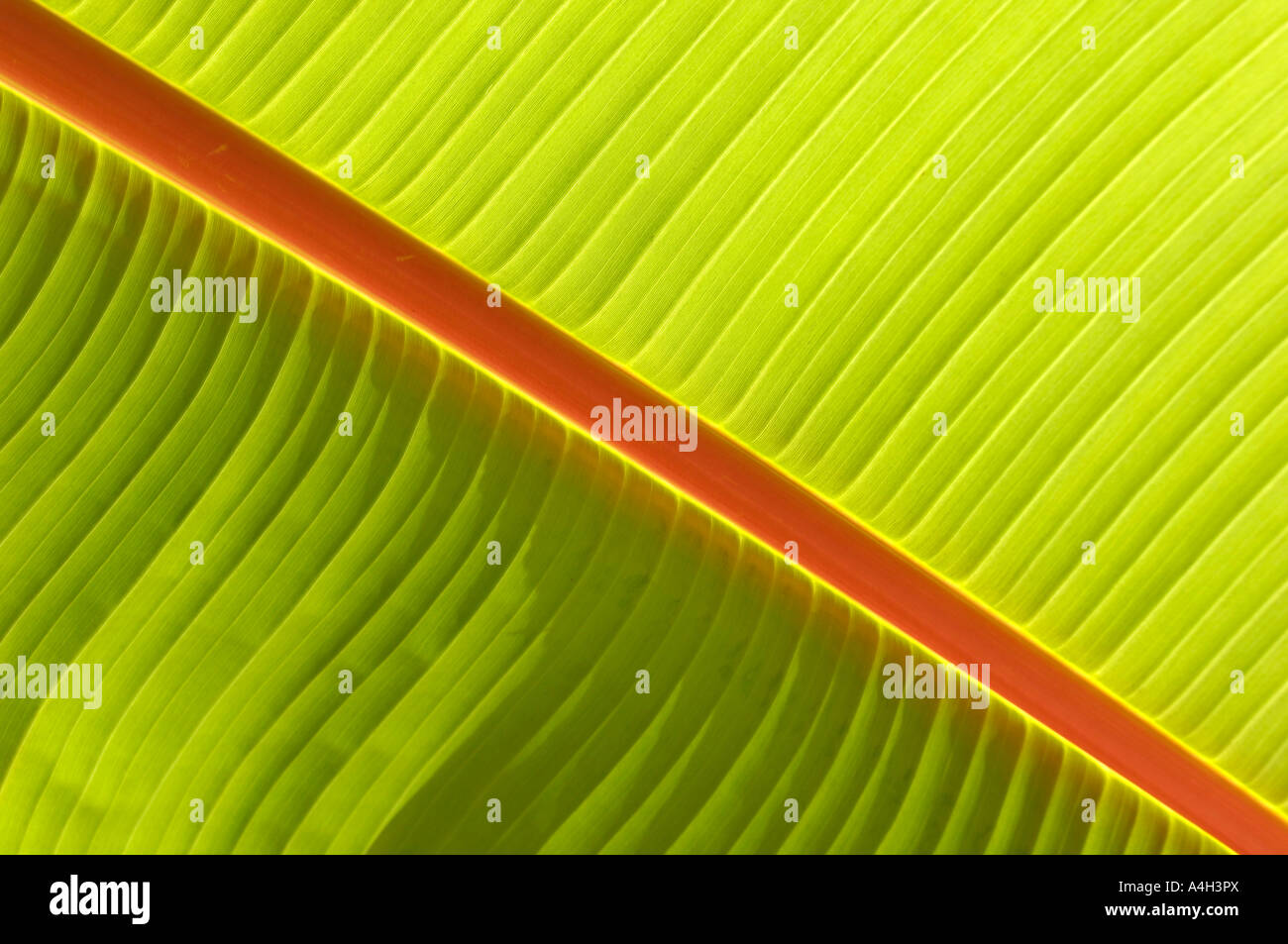 Leaf of a banana plant (Musa acuminata Stock Photo - Alamy