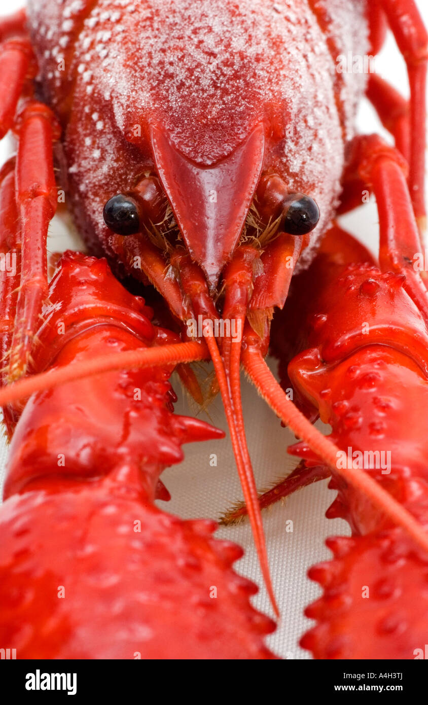 Crawfish underwater hi-res stock photography and images - Alamy