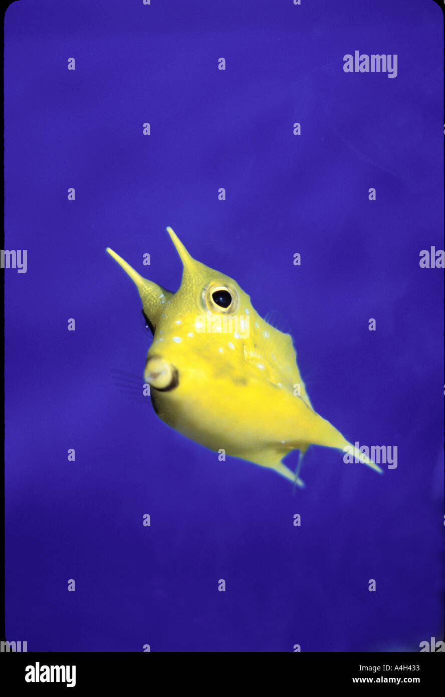 yellow and spotted long horn cowfish Lactoria cornuta Stock Photo - Alamy