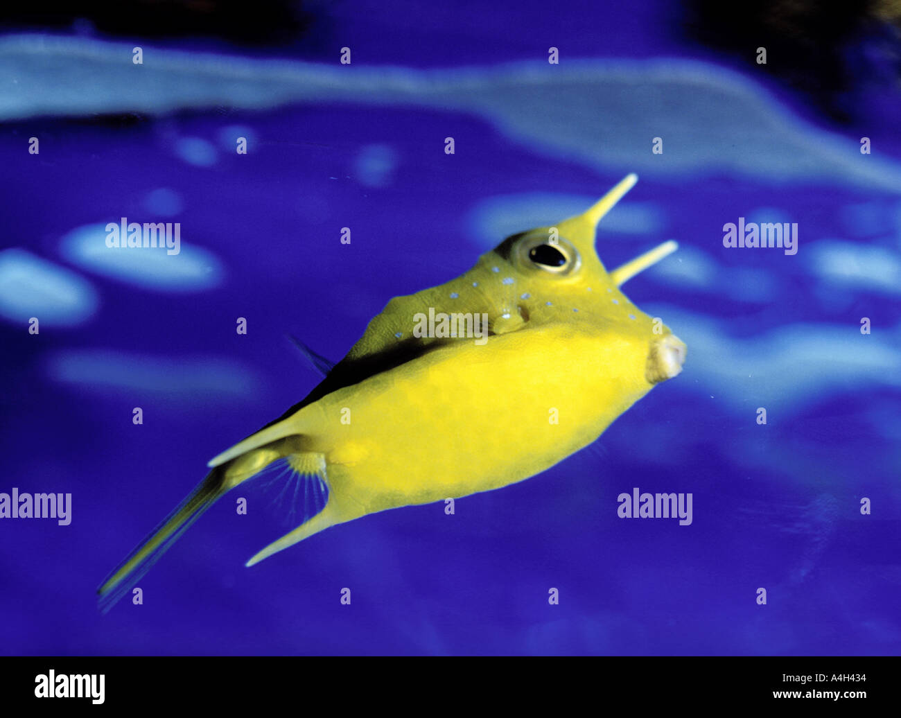 Blue spotted cowfish hi-res stock photography and images - Alamy