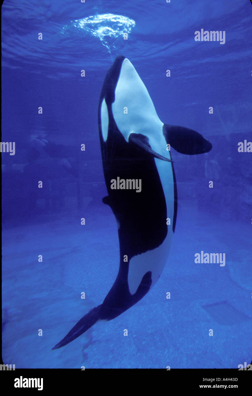 Orca or Killer Whale Orcinus orca blowing bubbles Stock Photo - Alamy