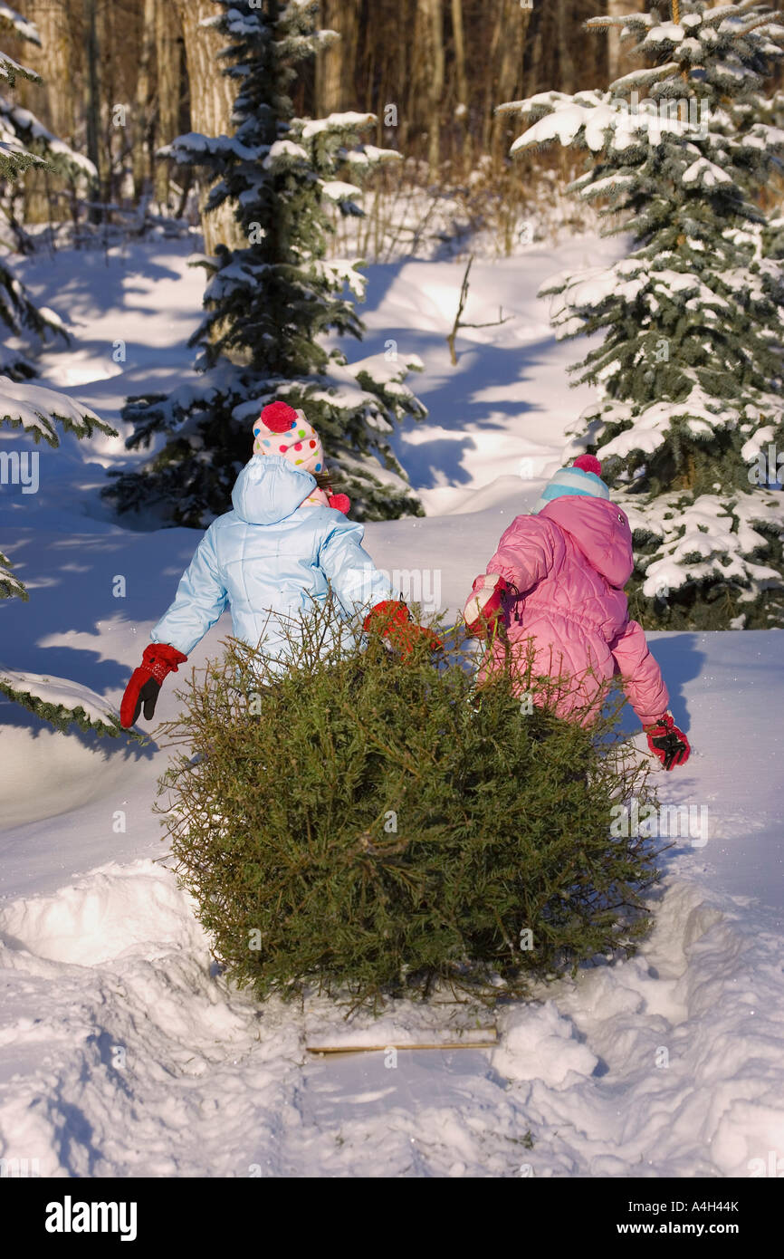 Girls pulling a tree Stock Photo - Alamy