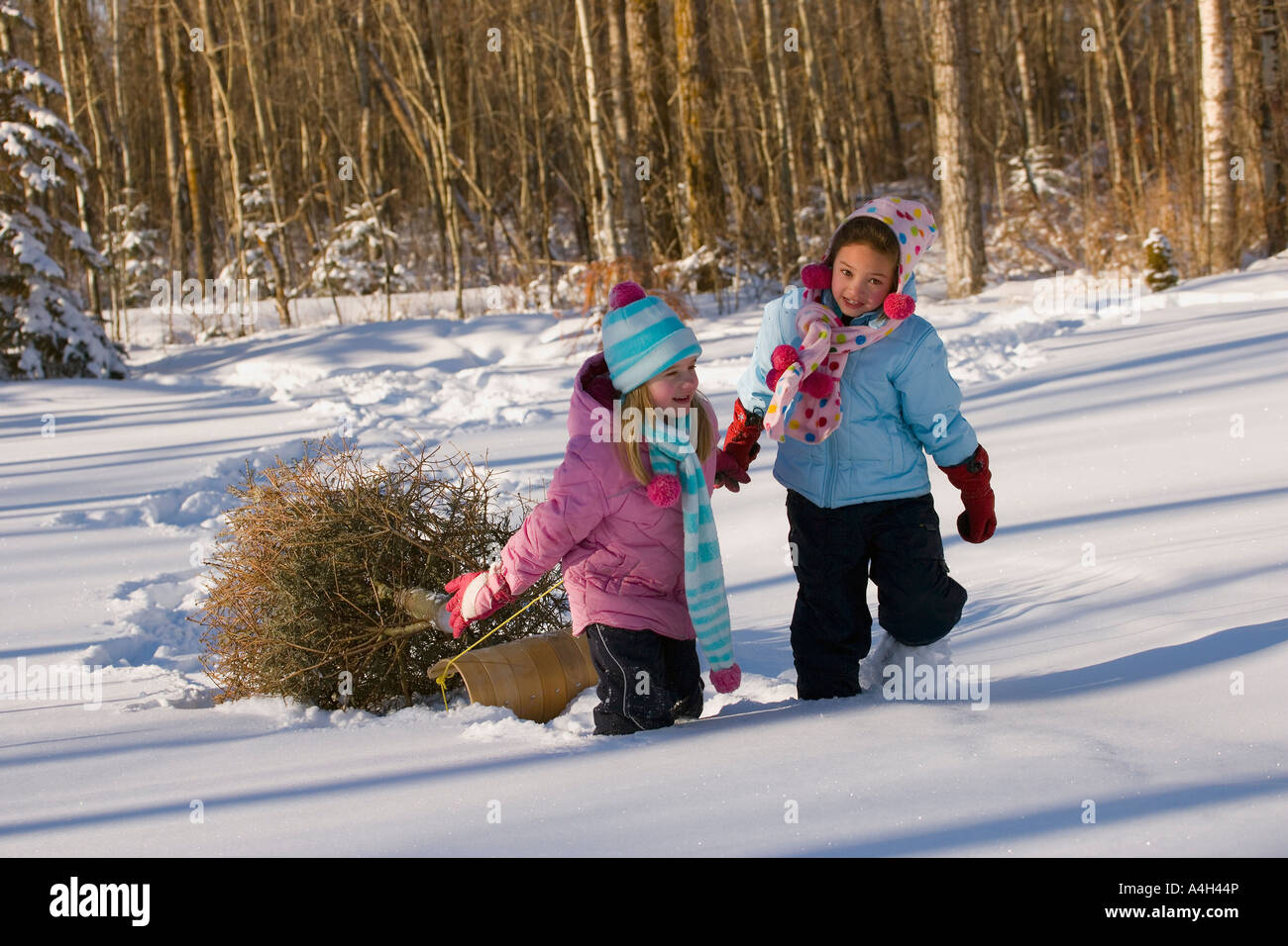 Girls pulling a tree Stock Photo - Alamy