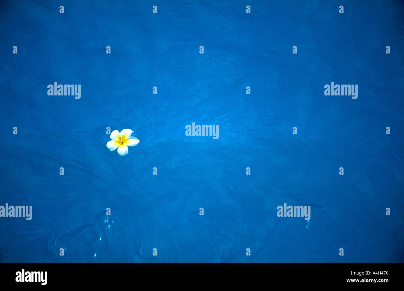 Flower Floating in Water Stock Photo - Alamy