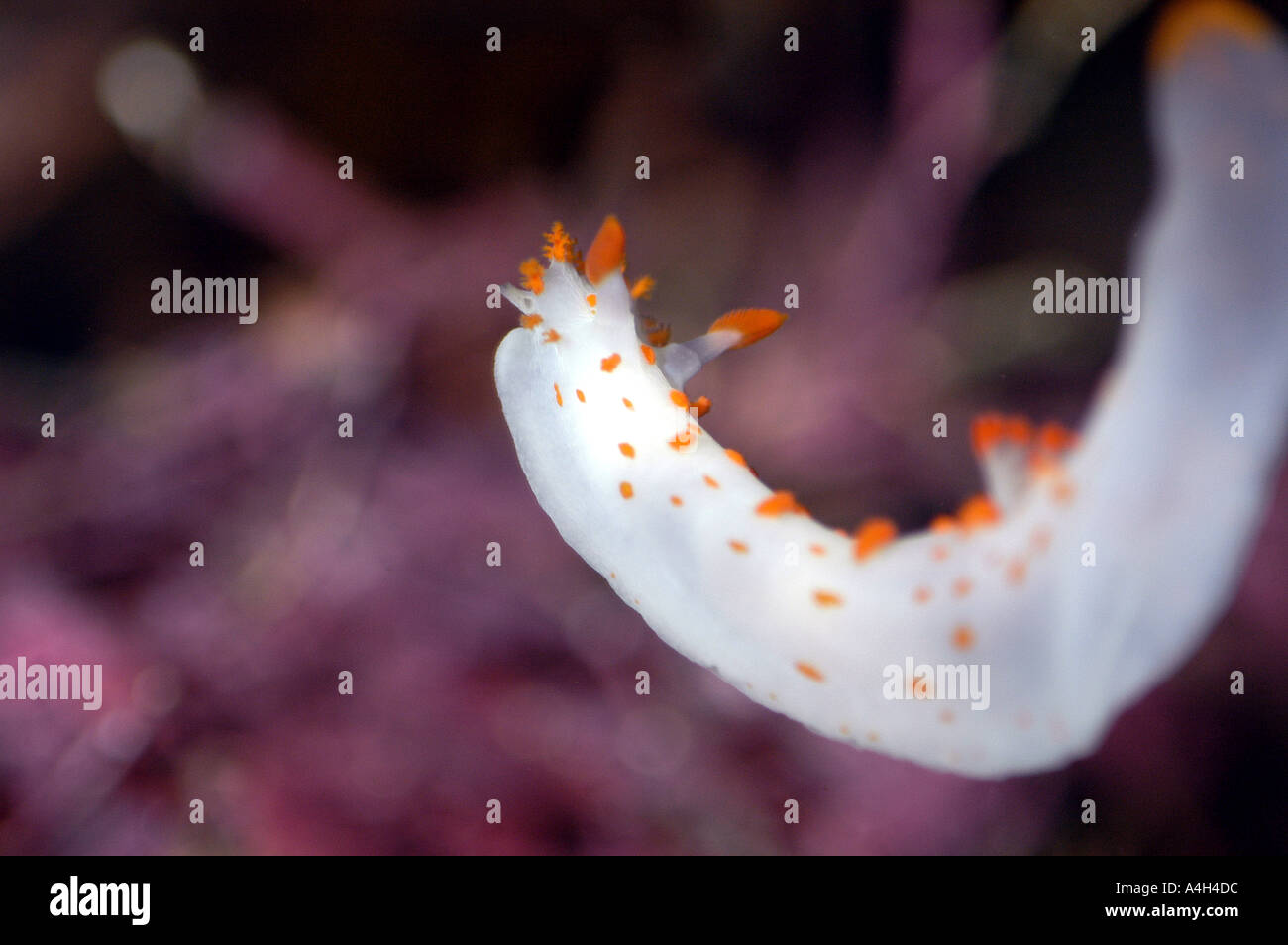 sea clown nudibranch triopha catalinae East Pacific California KIKE ...