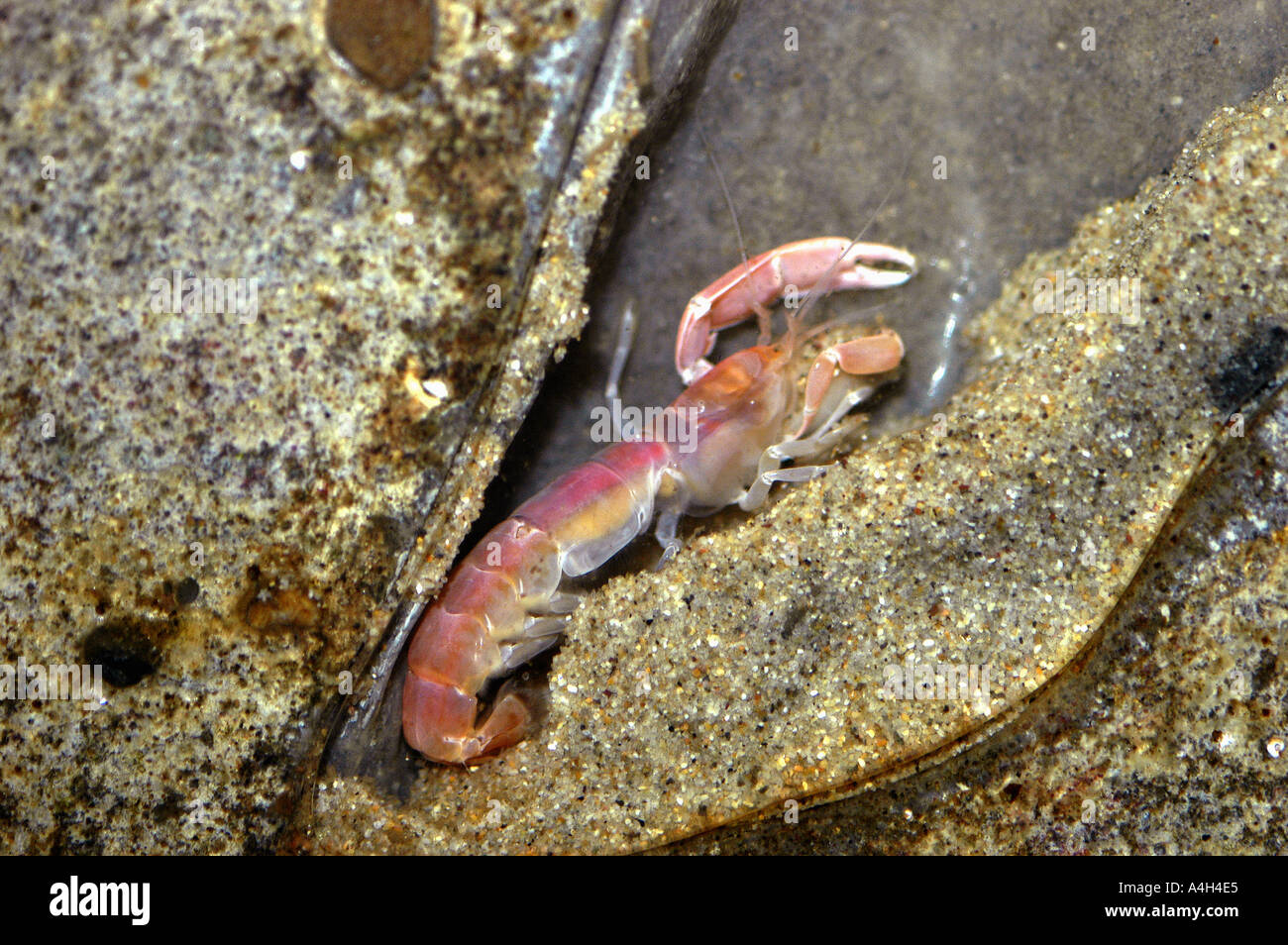 bay ghost shrimp Callianassa californiensis c family Callianassidae ...