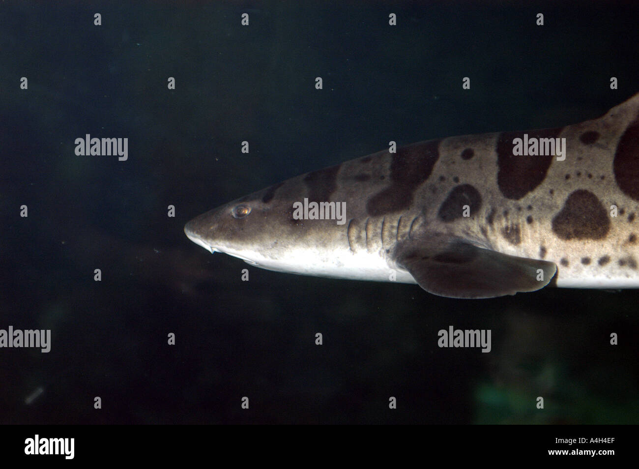 leopard shark Triakis semifasciata c East Pacific Ocean California KIKE ...