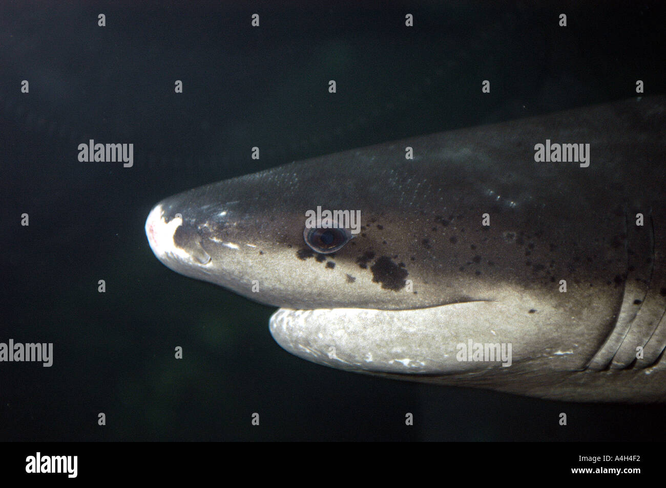 broadnose sevengill shark or cow shark Notorhynchus cepedianus ...