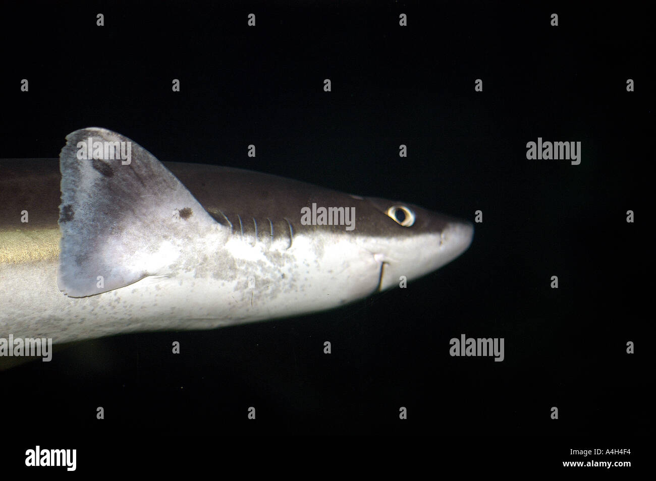 Spiny dogfish shark squalus acanthias East Pacific California c KIKE ...