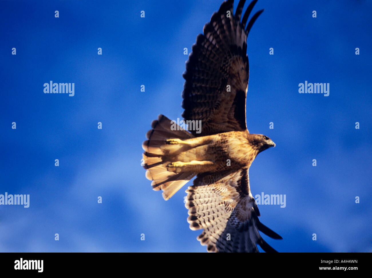 A Red Tailed Hawk close up, flies above against a blue sky Stock Photo ...