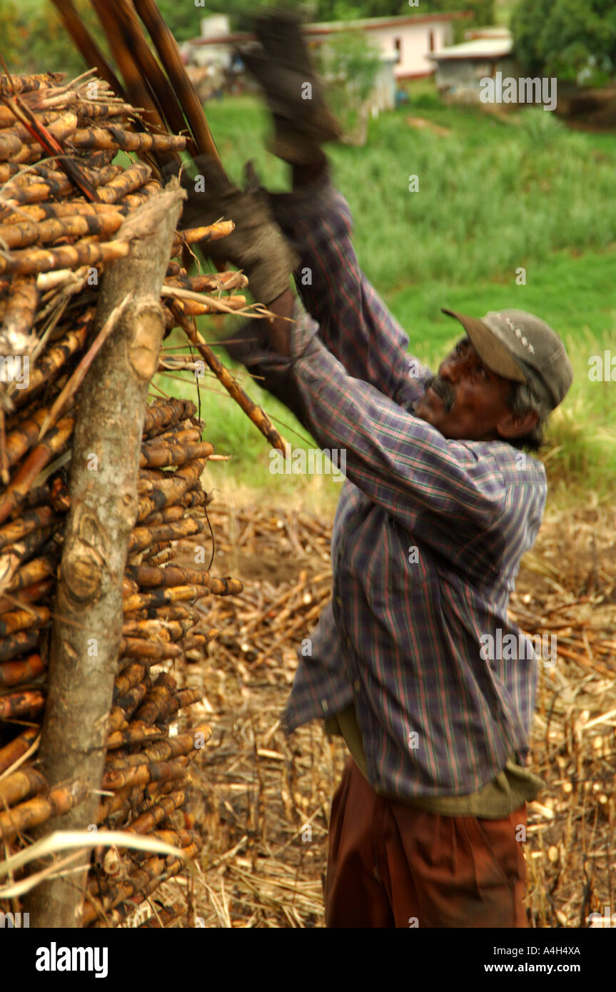 Manual harvesting sugar cane hi-res stock photography and images - Alamy