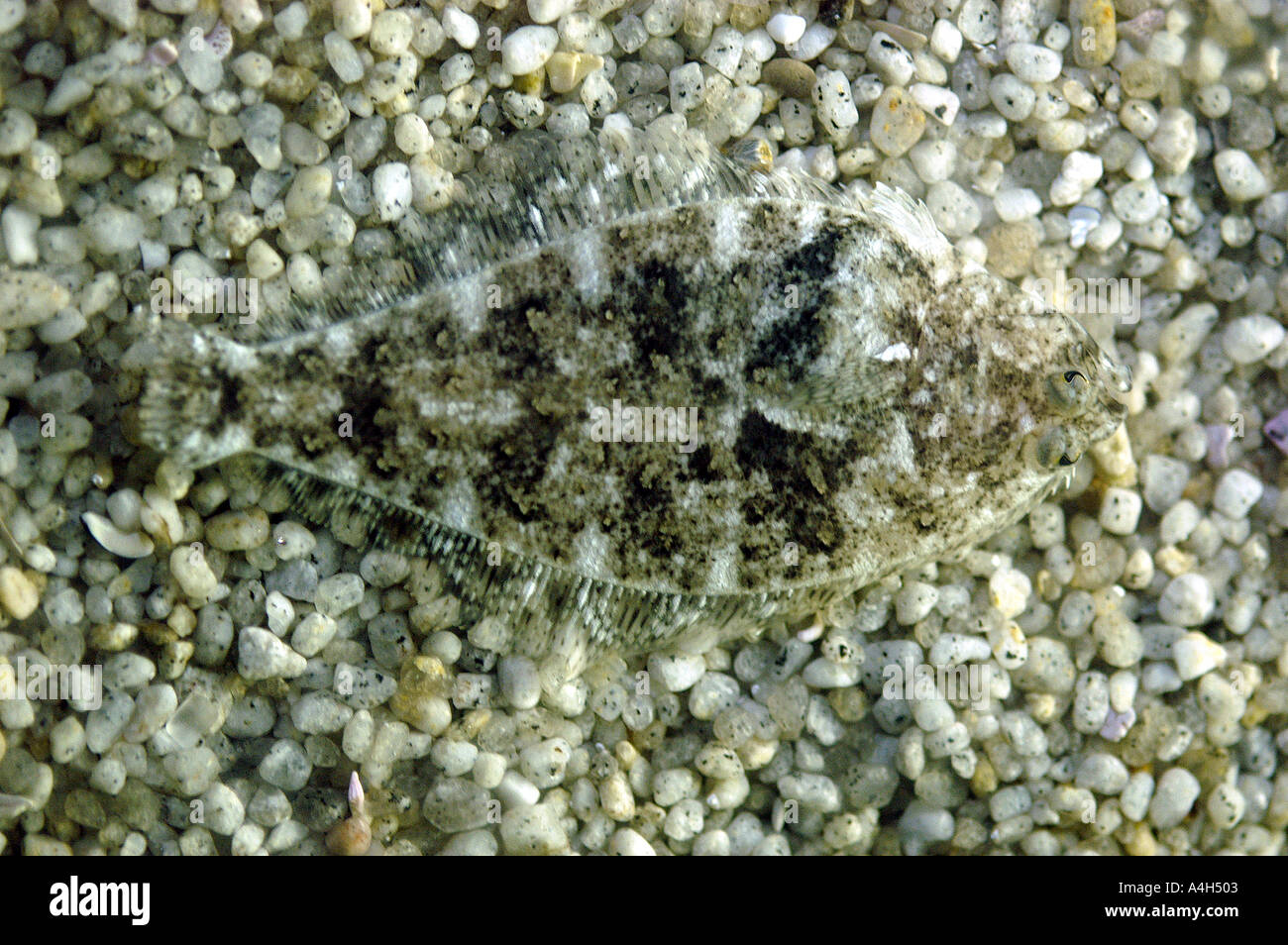 Sanddab fish citharichthys sp California East Pacific Ocean flatfish ...
