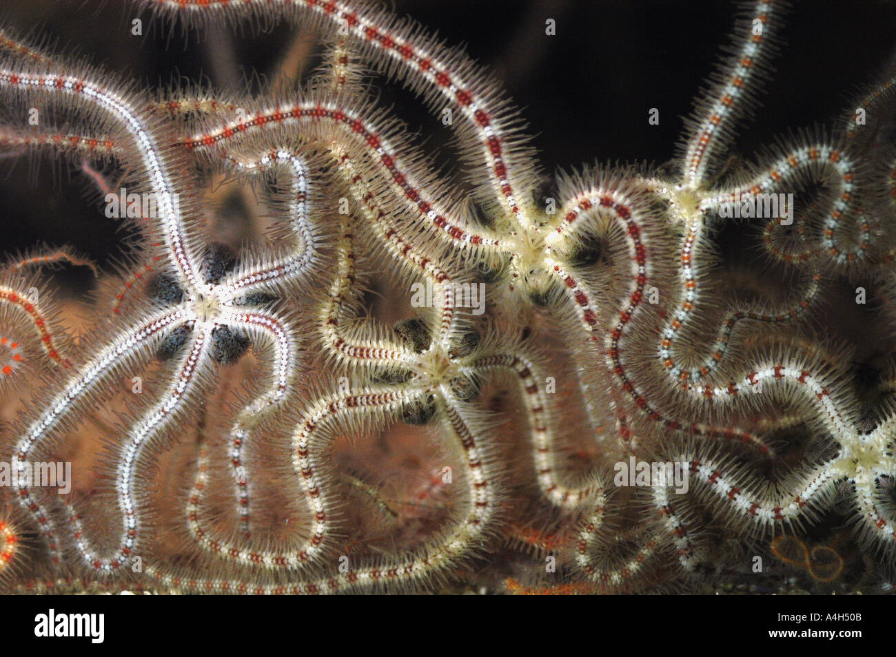 Spiny brittle star ophiothrix spiculata c California East Pacific Ocean ...