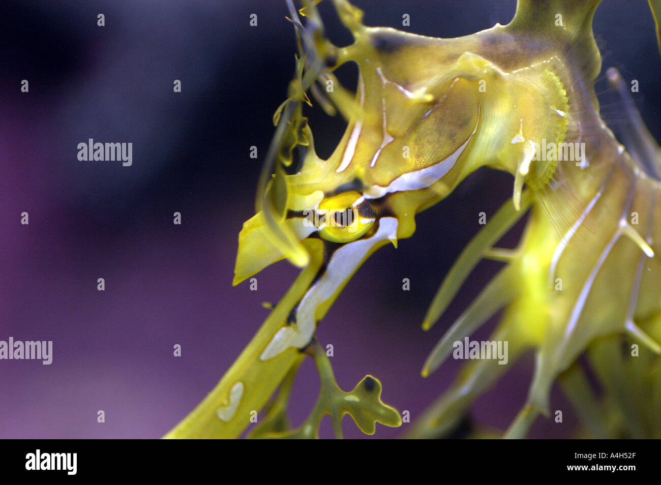 leafy sea dragon Phycodurus eques Kangaroo Island South Australia KIKE ...